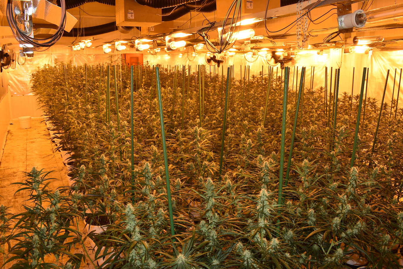 1.000 plantas y 3,5 millones de rendimientos: la «mayor plantación» indoor de marihuana de ...